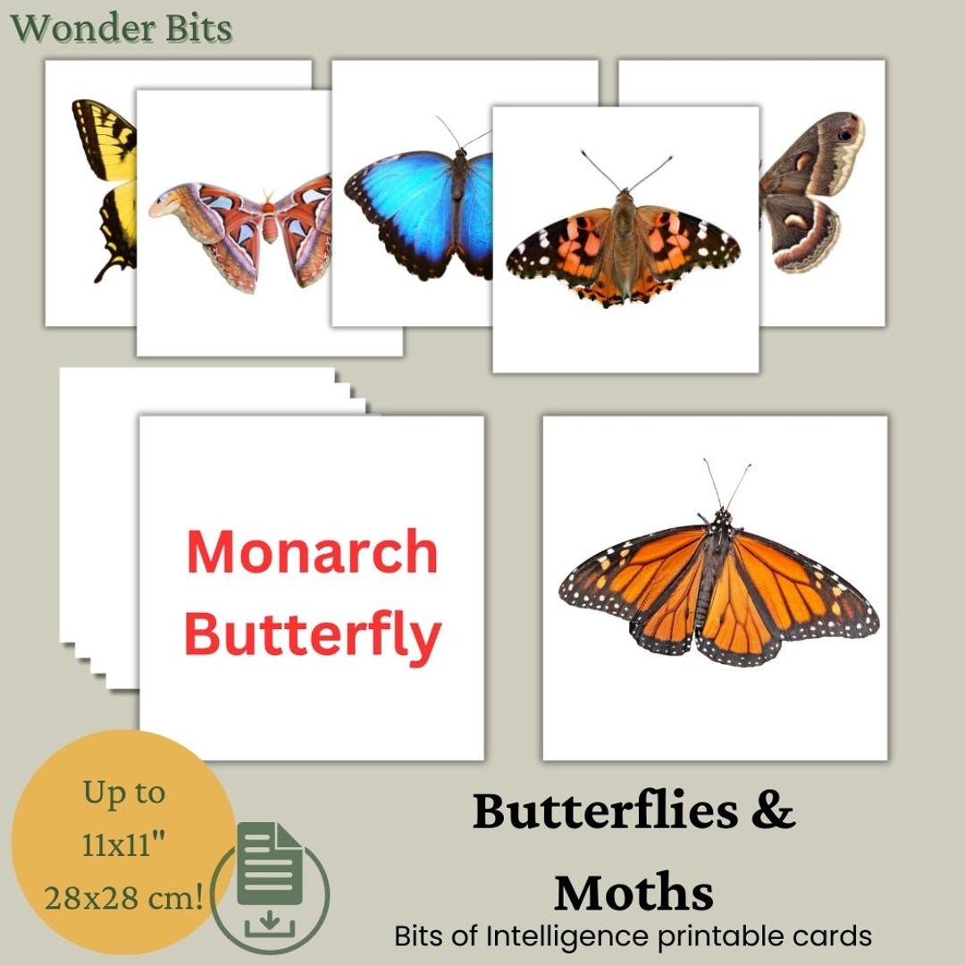 Butterflies and Moths Flashcards for Kids | Butterflies Learning Cards ...