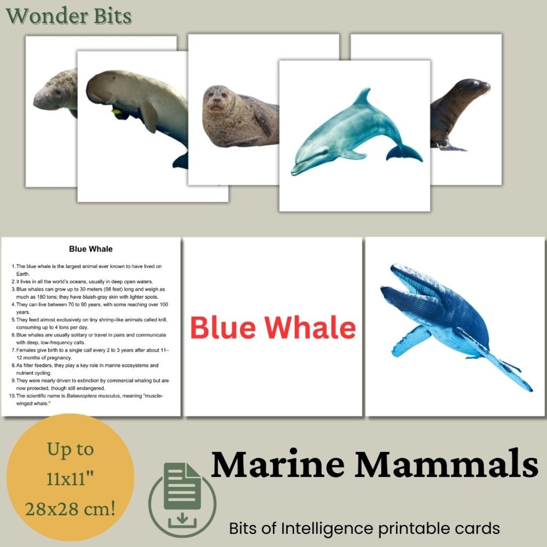 Marine Mammals Flashcard for Kids | Printable Real Photo Marine Mammals ...