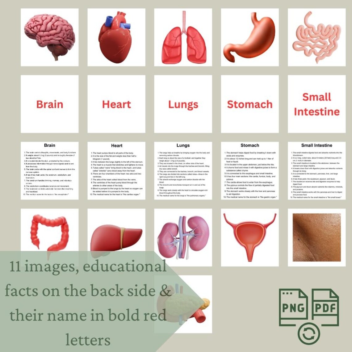 Human Body Organs Flashcards: Anatomy Learning Cards (digital Download ...
