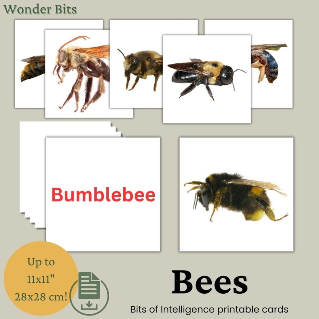 Bees Flashcards for Kids | Insects Learning Cards | Printable Bees Real ...