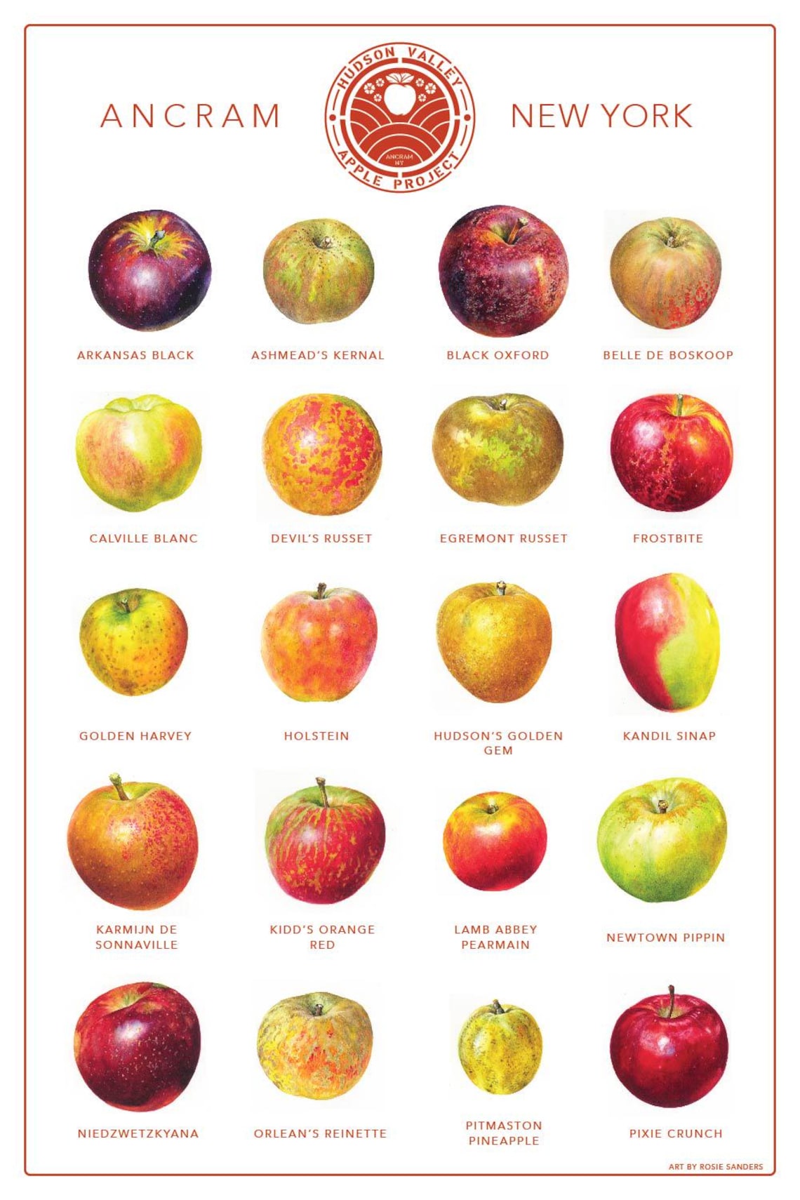 Hudson Valley Apple Project Poster Featuring 20 Apple Varieties Grown ...