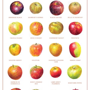 Hudson Valley Apple Project Poster Featuring 20 Apple Varieties Grown ...