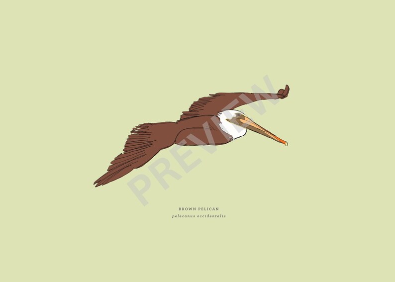 Pelican Print, Coastal Print, Gulf Coast Prints, Louisiana Wall Art ...
