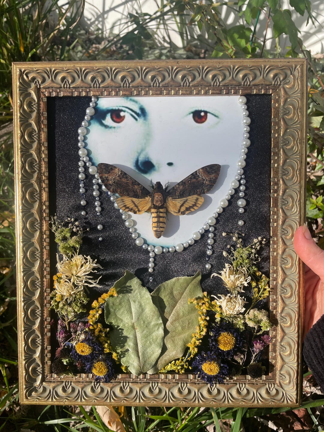 Silence of the Lambs Death Head Hawk Moth Shadow Box - Etsy