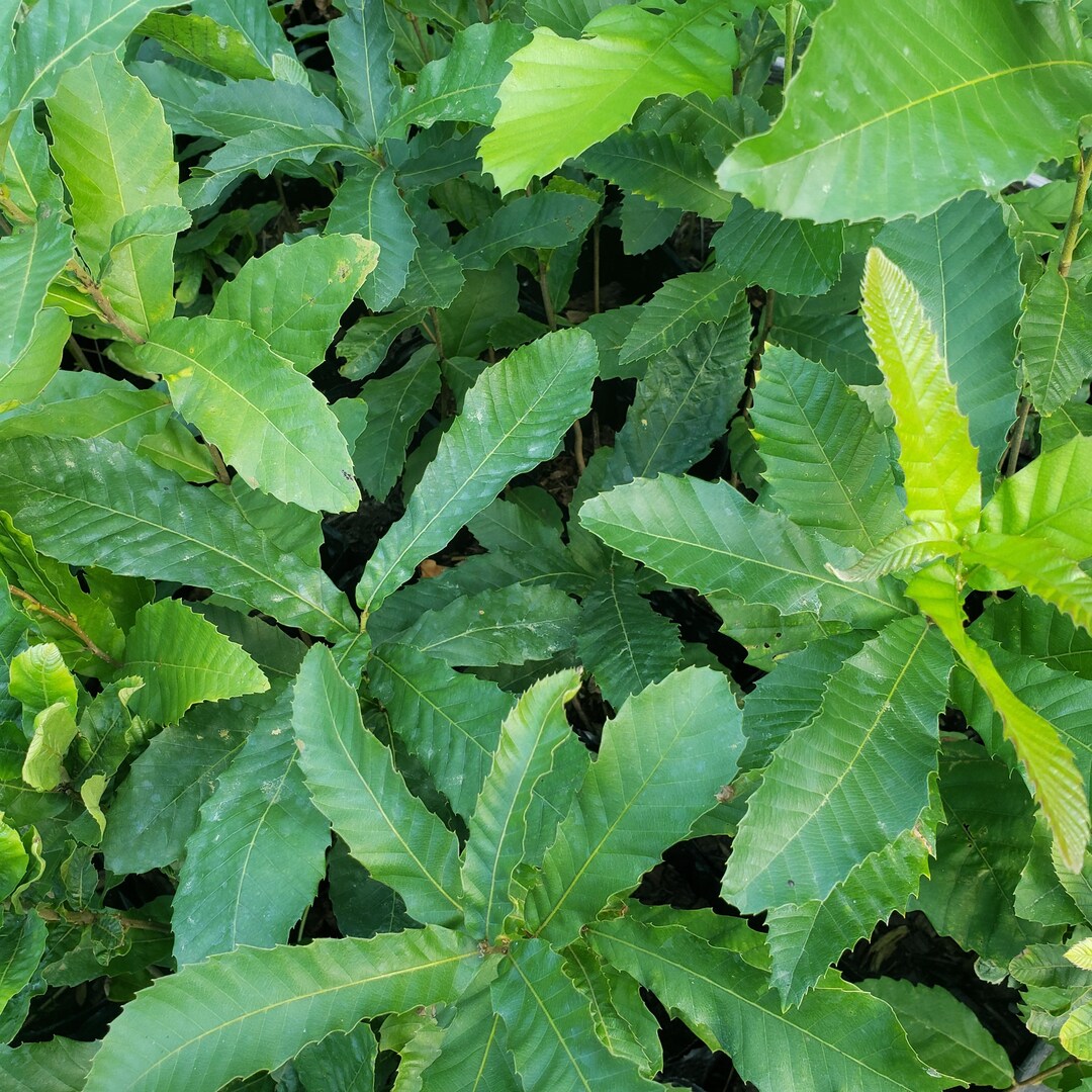 Sawtooth Oak Tree (quercus Acutisima) Live Bare-root Seedling - Etsy