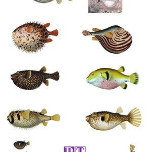 Puffer Fish Collection Cards Handmade 10 Cards Graduation Birthdays ...
