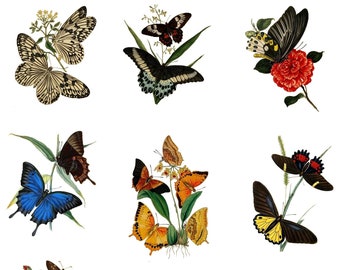 Butterfly Number 1 | Etsy