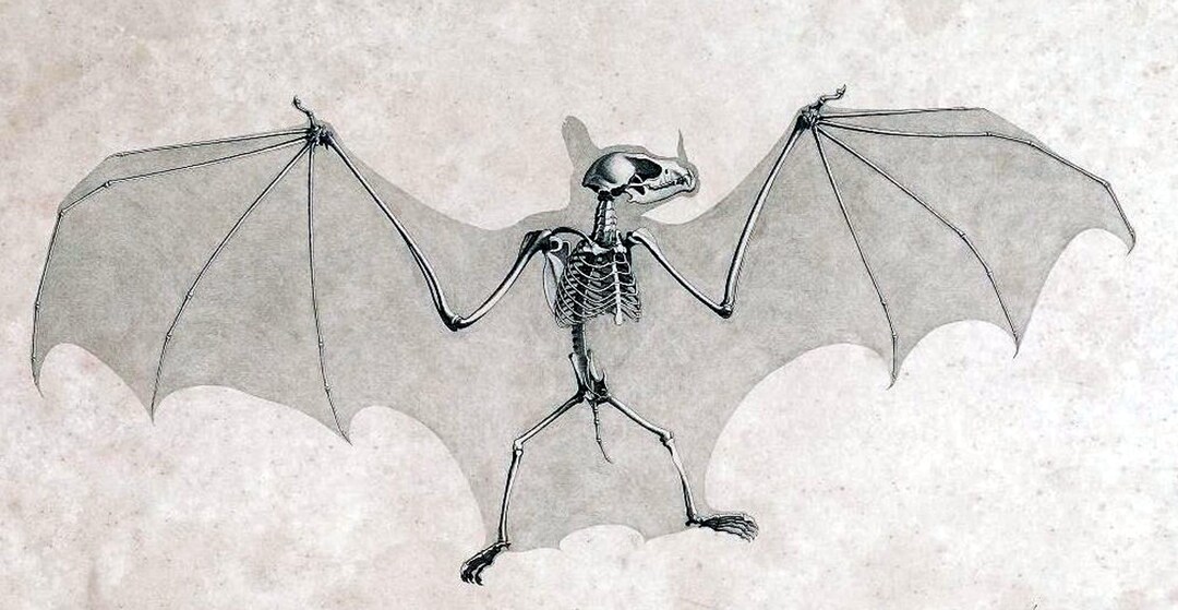 Bat Bones Vintage Image Note Card Halloween Graduation Birthday Hand ...