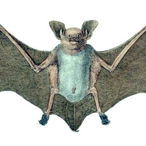 Bat Collection Number 2 Handmade Blank Note Cards Vintage Images ...