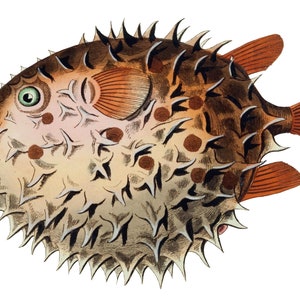 Puffer Fish Collection Cards Handmade 10 Cards Graduation Birthdays ...