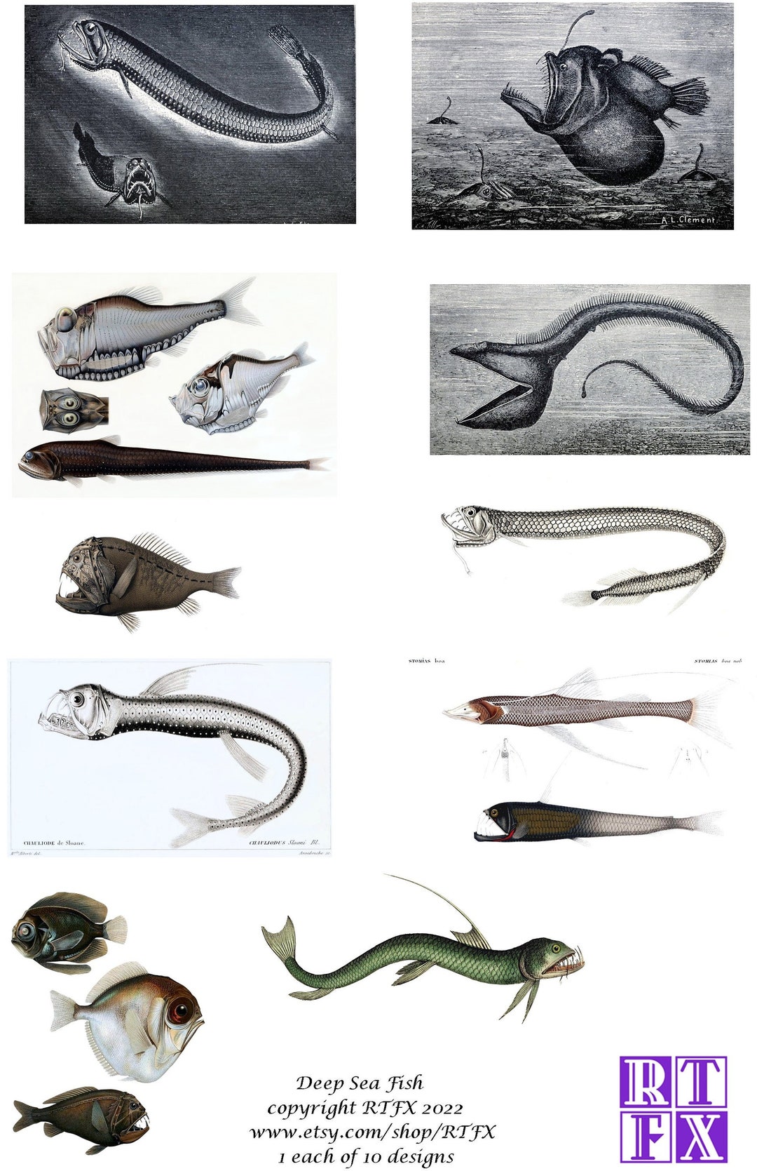 Deep Sea Fish Collection Blank Cards Handmade 10 Cards Graduation ...