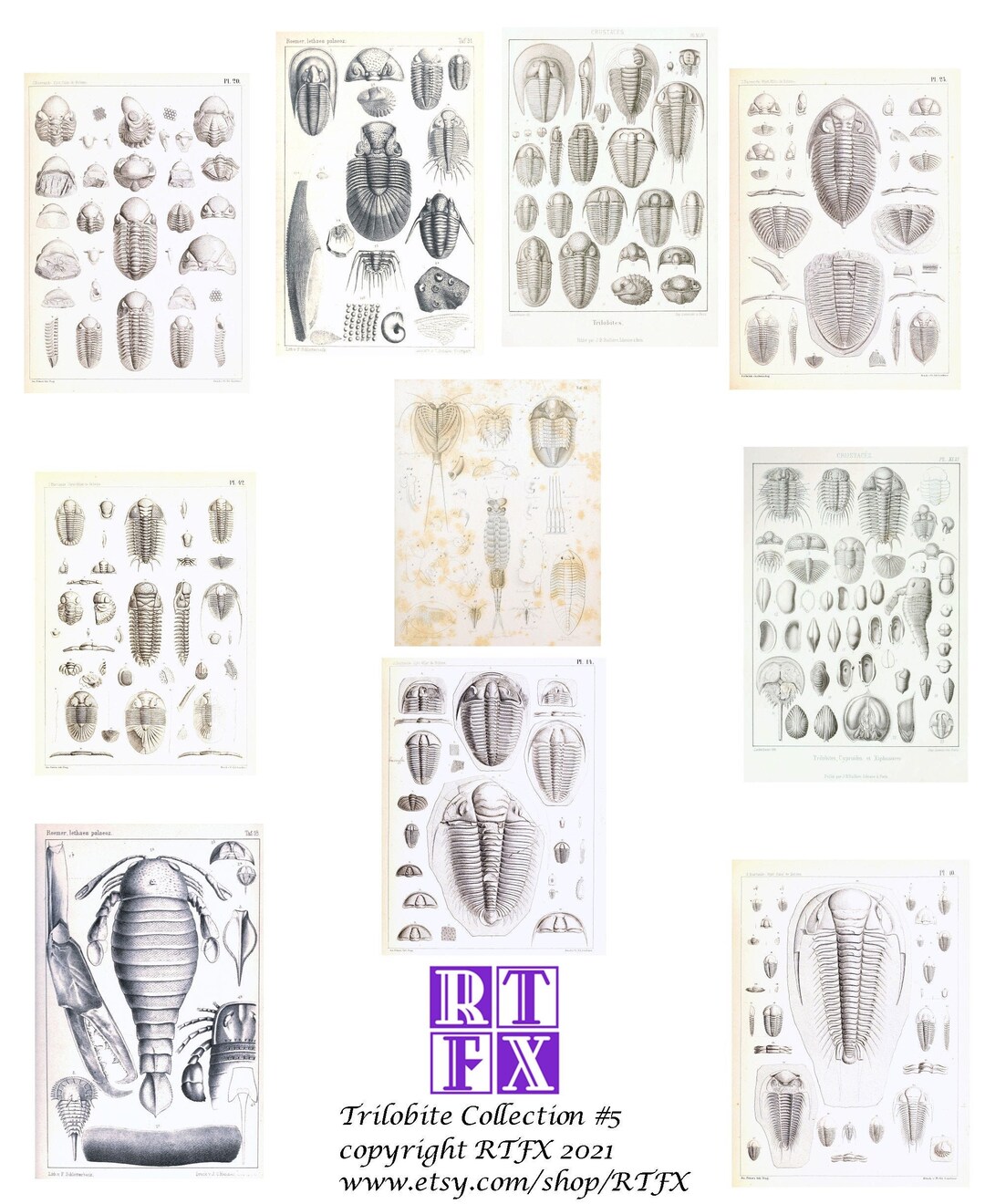 Trilobite Collection #5 Vintage Images Handmade Blank Note Cards ...