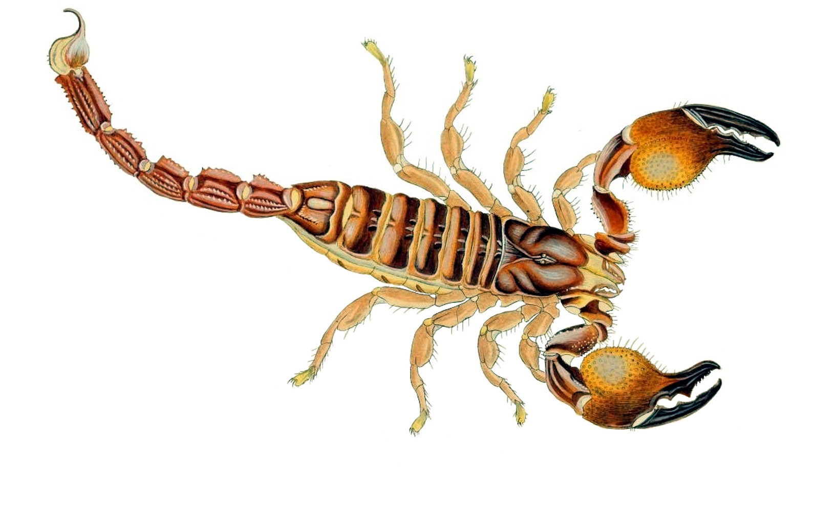 Scorpion Collection 1 10 Card Set Blank Cards Vintage Nature - Etsy