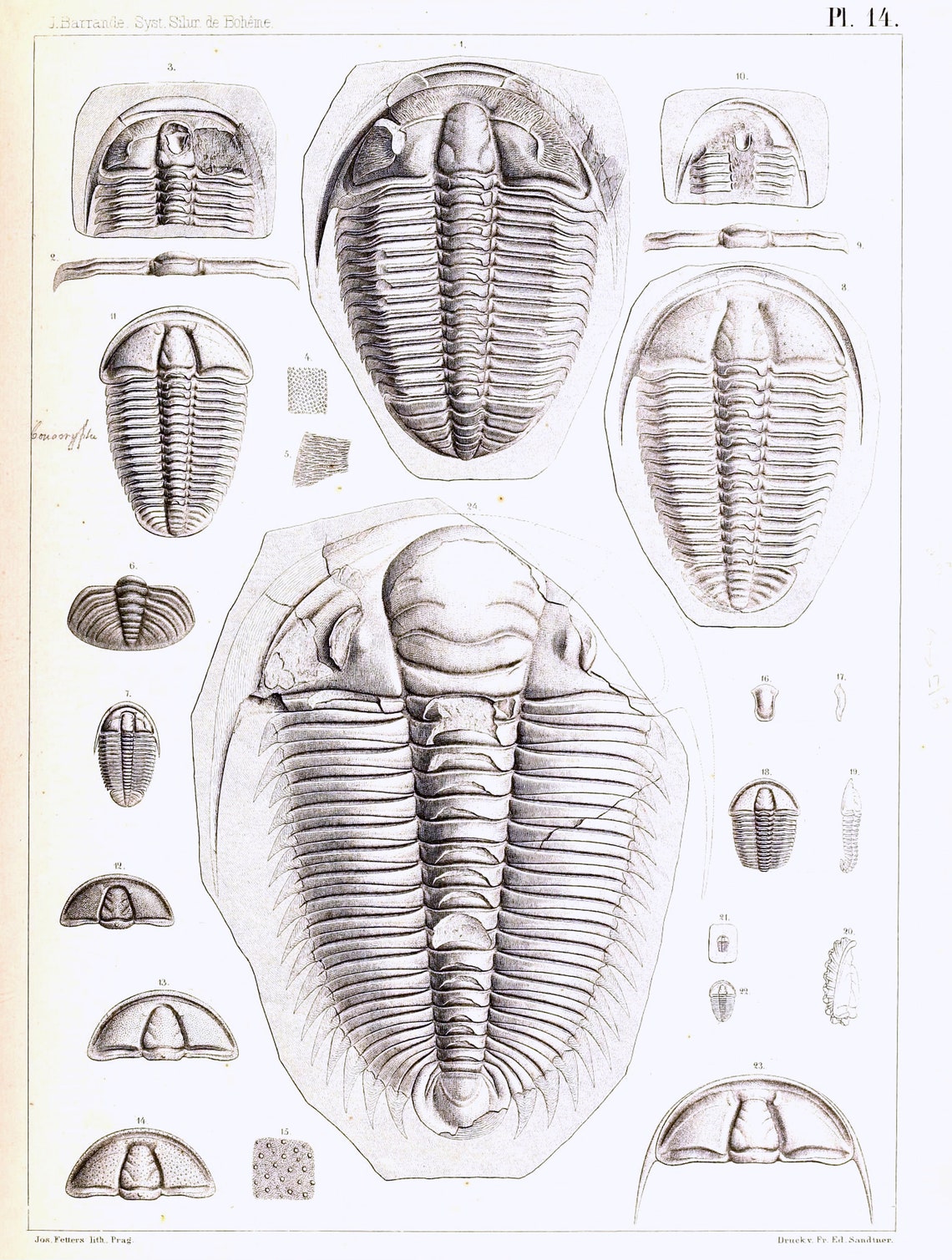 Trilobite Collection 5 Vintage Images Handmade Blank Note | Etsy