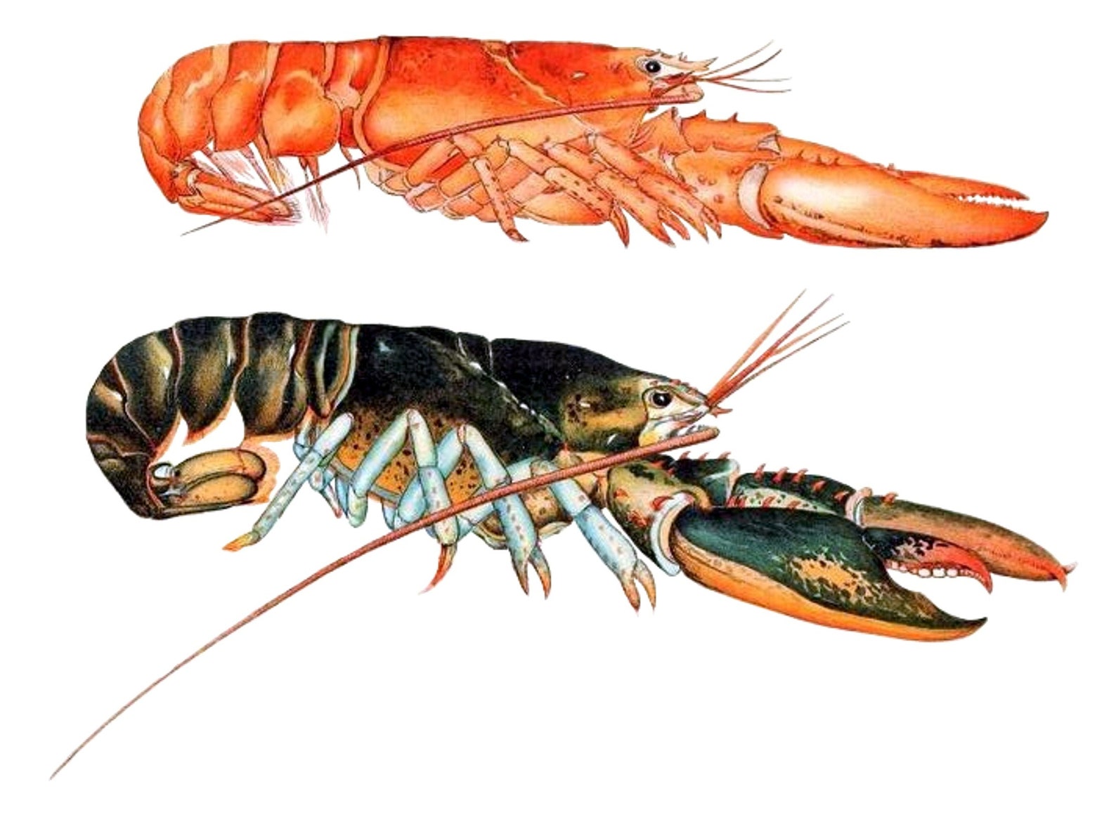 Crustacean Collection #1 Vintage Images Blank Note Card Handmade Set of ...
