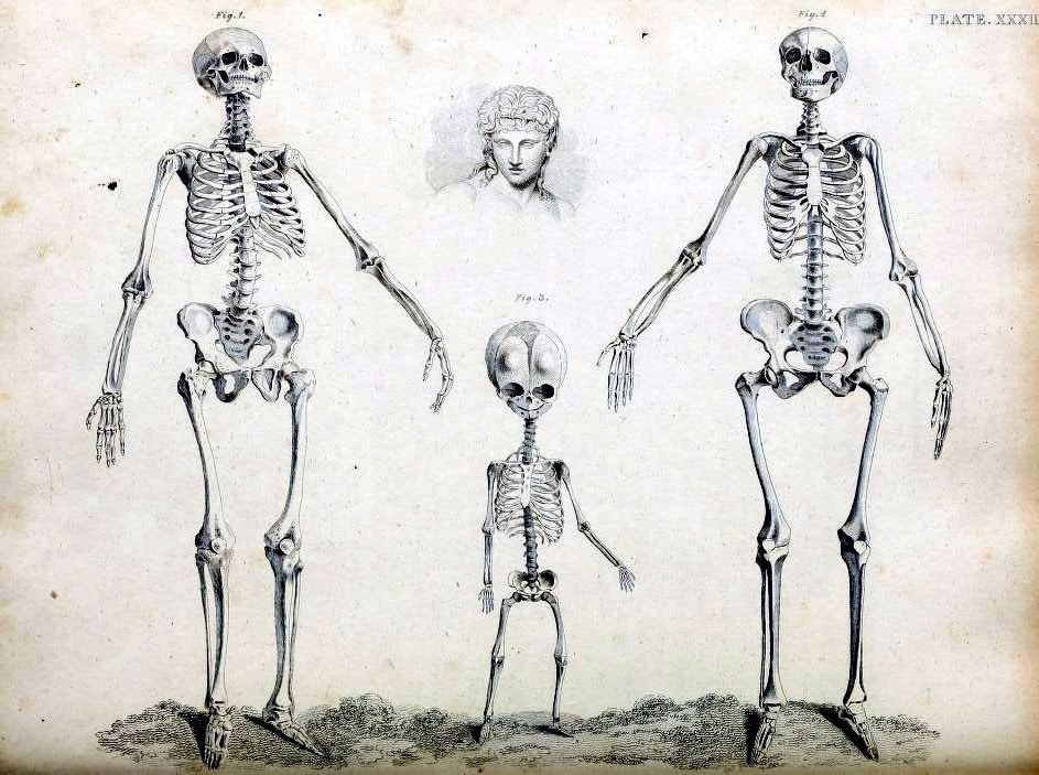 Skeleton Collection 1 Vintage Images Notecards Handmade | Etsy