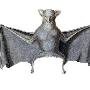 Bat Collection Number 2 Handmade Blank Note Cards Vintage Images ...