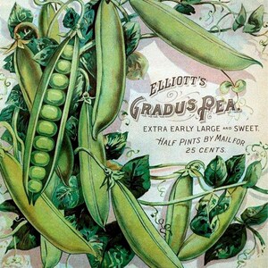 Vintage Seed and Garden Catalogs Blank Note Cards. Handmade 10 ...