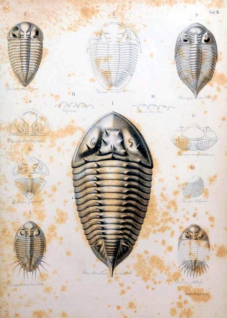 Trilobite Collection #4 Vintage Images Handmade Blank Note Cards ...