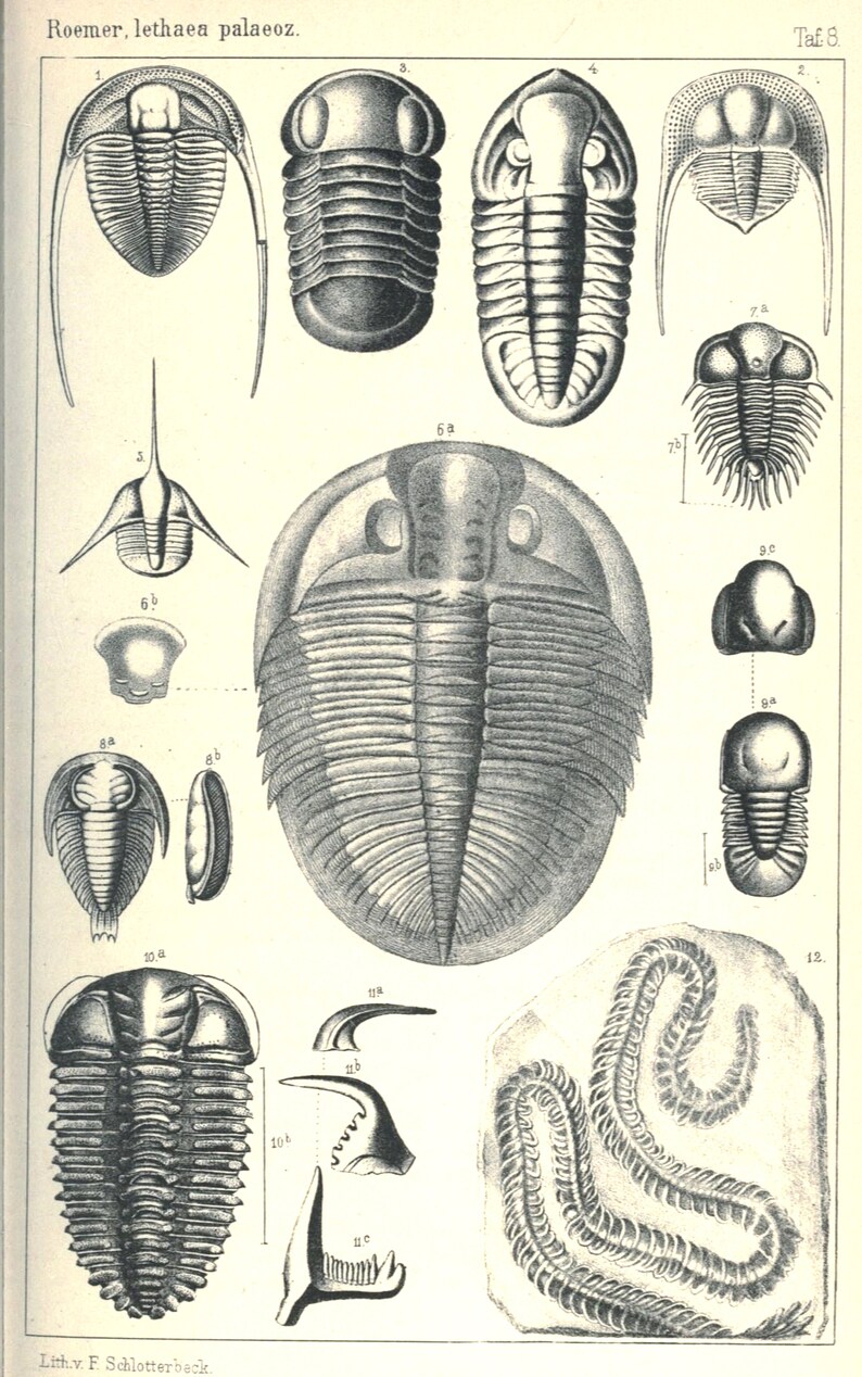 Trilobite Collection 3 Vintage Images Handmade Set of 10 | Etsy