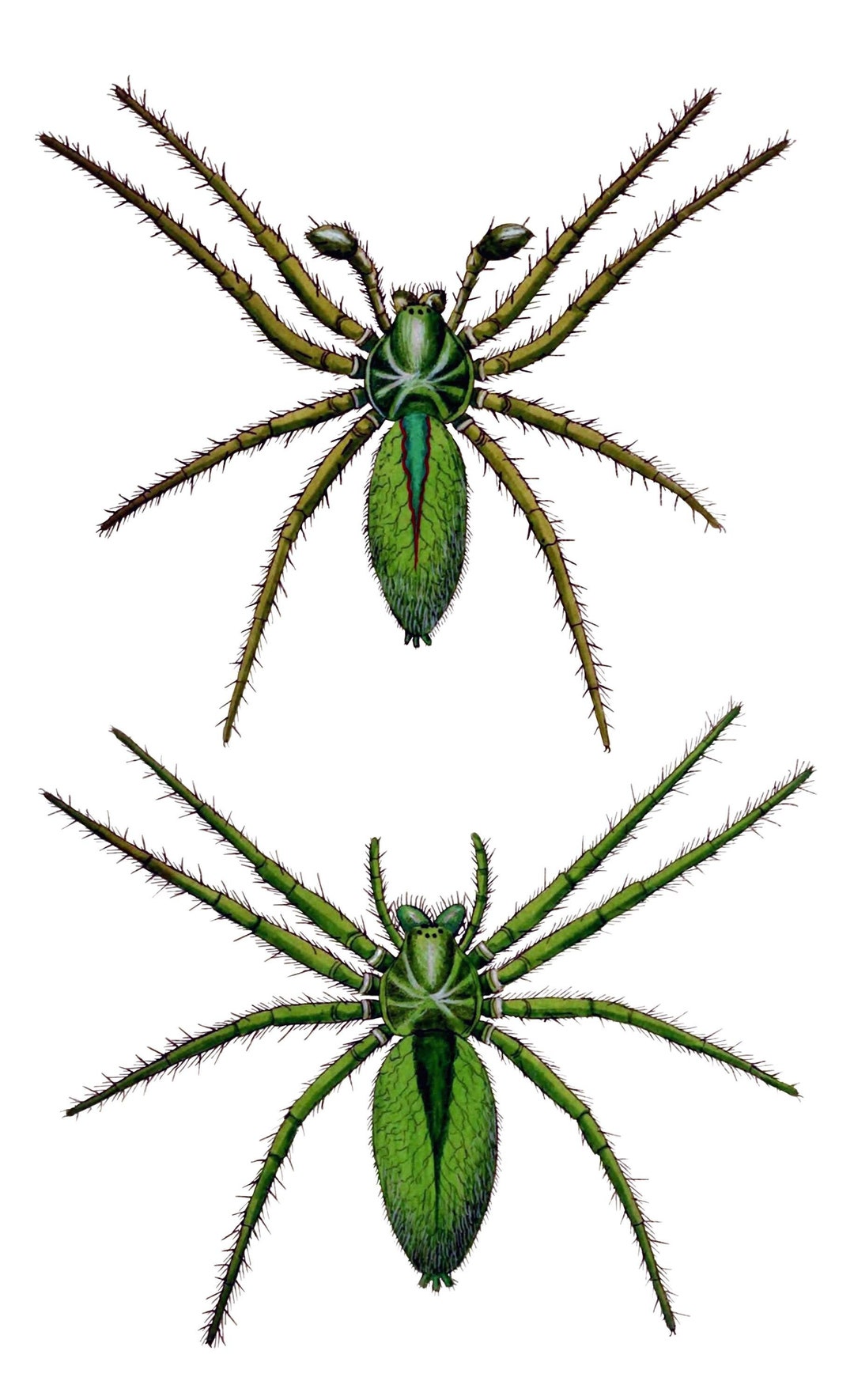 Spider Blank Note Card Nature Insects Handmade Vintage Image Natural ...