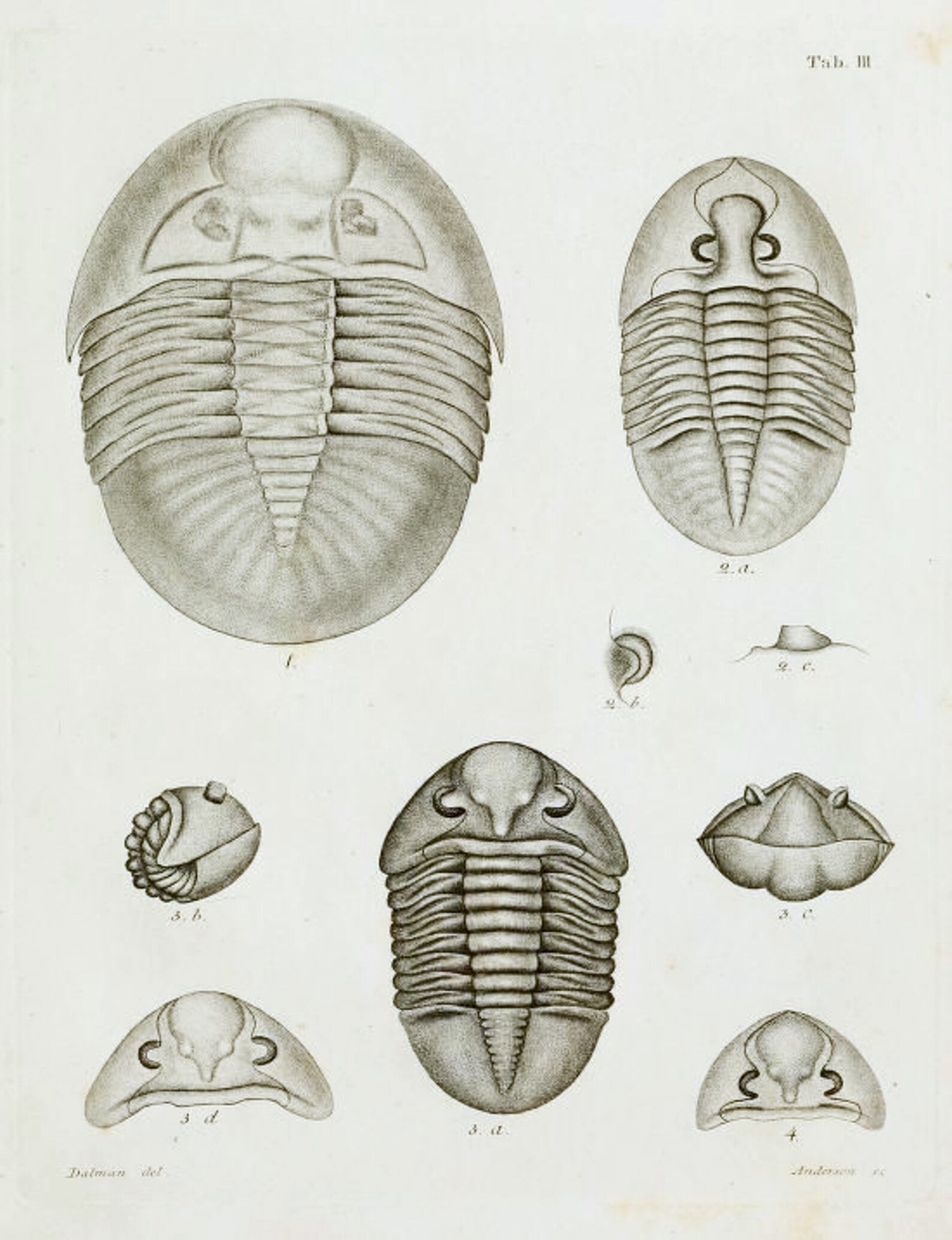 Trilobite Collection 3 Vintage Images Handmade Set of 10 - Etsy