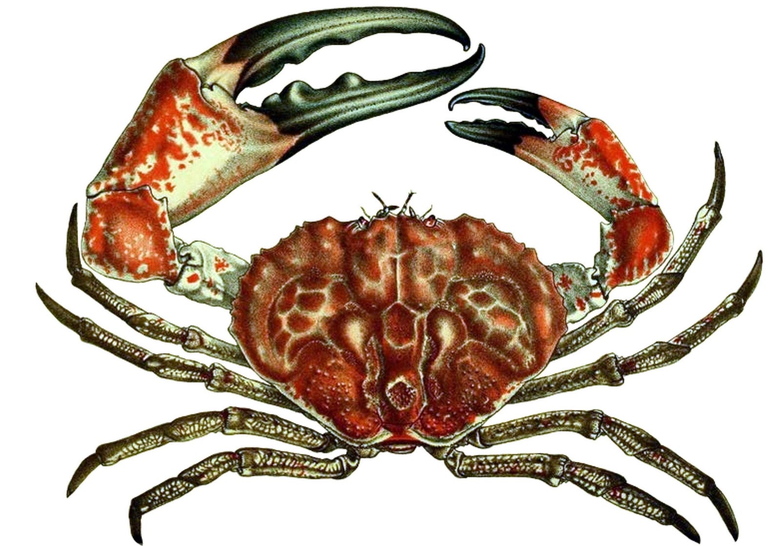 Crustacean Collection #1 Vintage Images Blank Note Card Handmade Set of ...