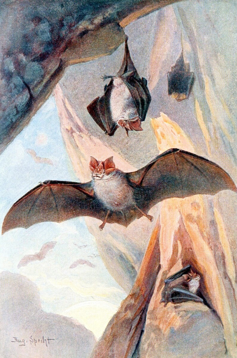 Bat Collection Number 2 Handmade Blank Note Cards Vintage - Etsy