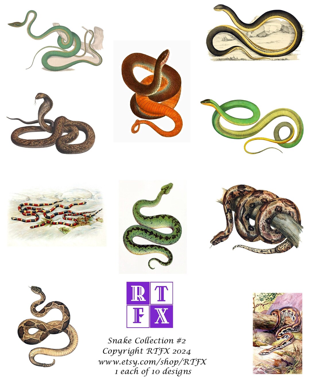 Snake Collection 2 Vintage Image Blank Note Cards Hand Made Reptiles ...