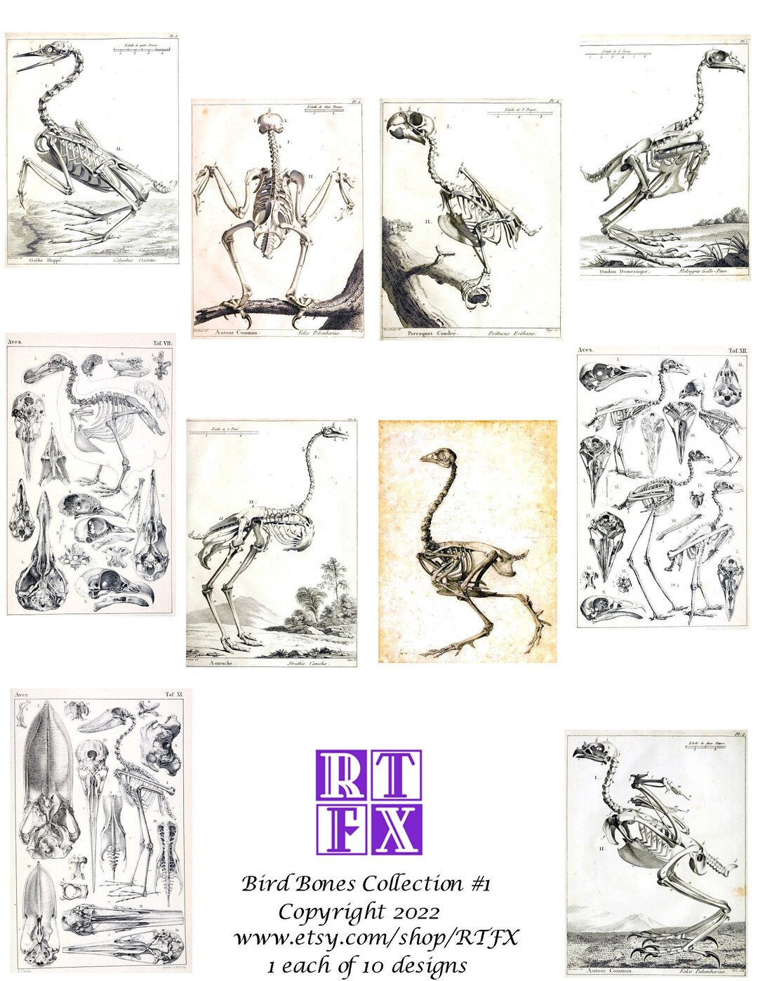 Bird Bones Collection #1 Vintage Image Anatomy Text Blank Note Card ...