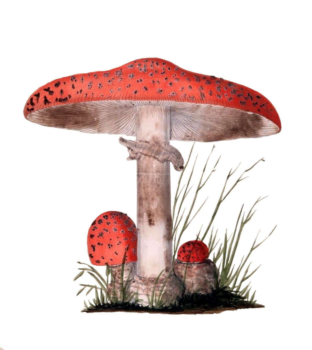Agaric Rubescens Mushroom Toadstool Blank Note Card Graduation Birthday ...