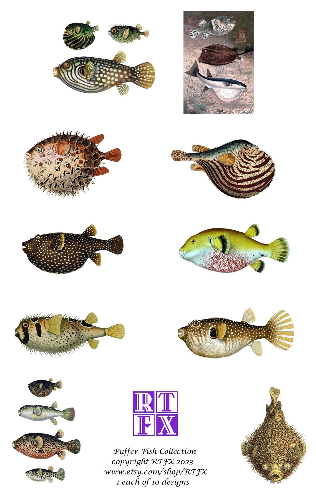 Puffer Fish Collection Cards Handmade 10 Cards Graduation Birthdays ...