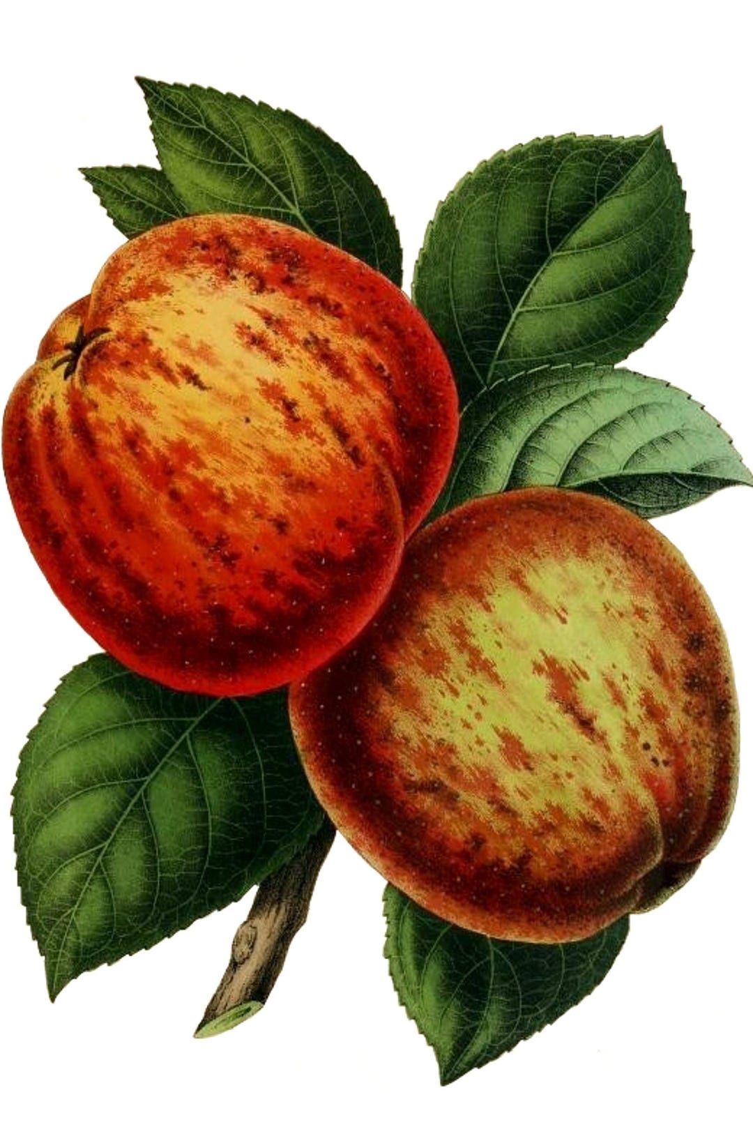 Apples Fruit Vintage Image Note Cards Garden Mother's Day Autumn ...