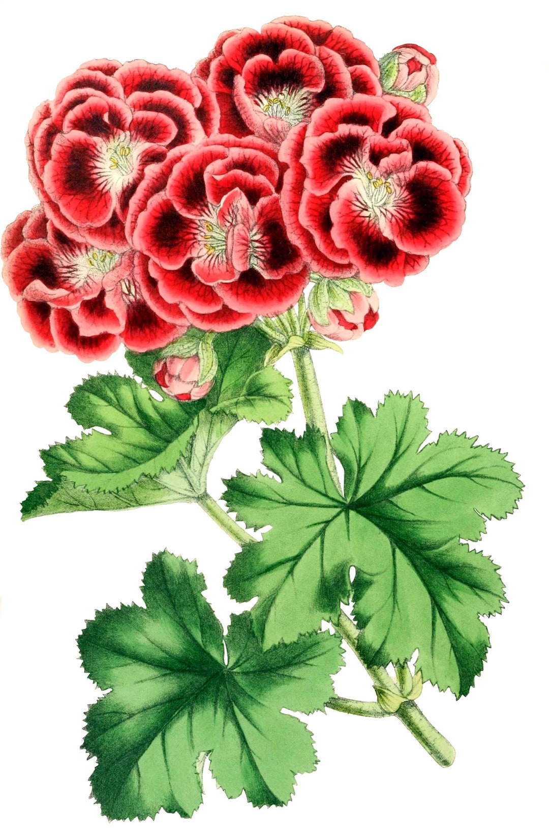 Geraniums Flower Blank Note Card Handmade Holiday Garden Birthday Thank ...