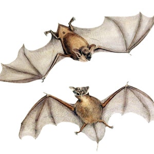 Bat Collection Number 2 Handmade Blank Note Cards Vintage Images ...