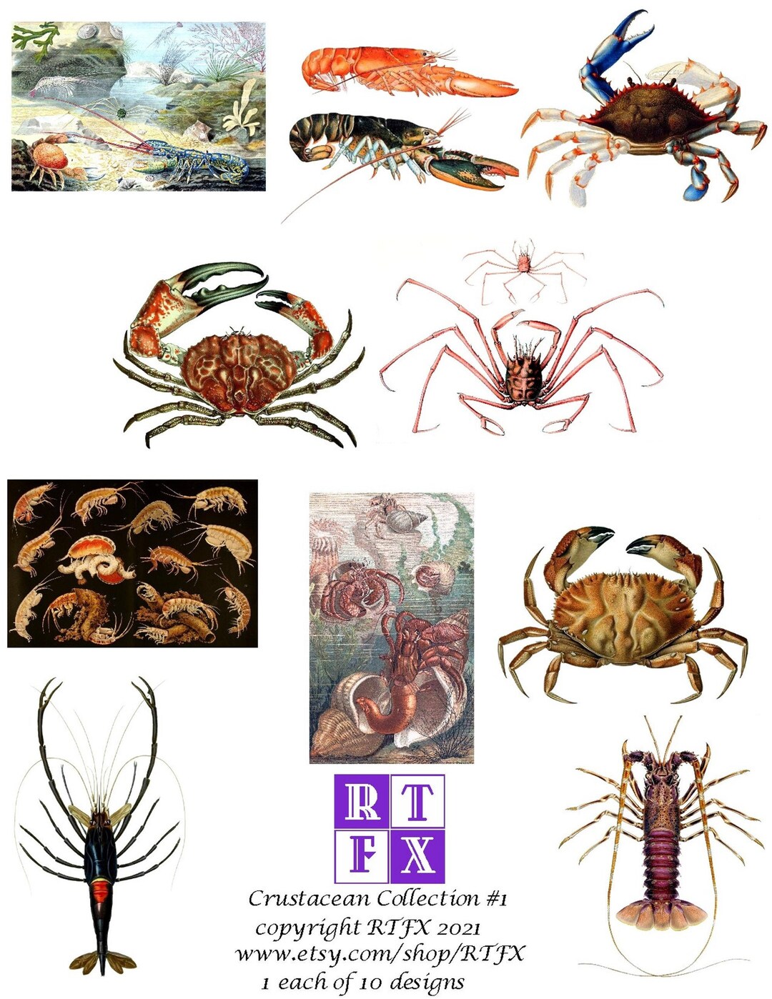 Crustacean Collection #1 Vintage Images Blank Note Card Handmade Set of ...