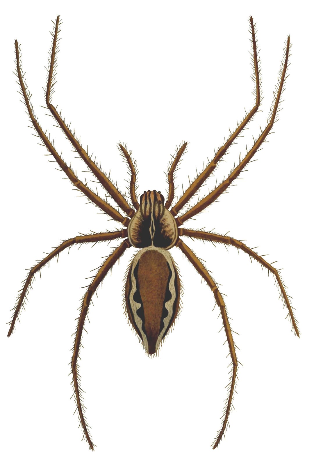 Spider Blank Note Card Nature Insects Handmade Vintage Image Natural ...