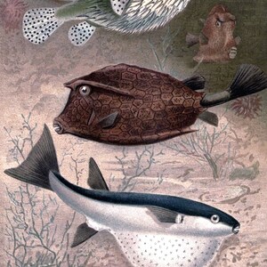 Puffer Fish Collection Cards Handmade 10 Cards Graduation Birthdays ...