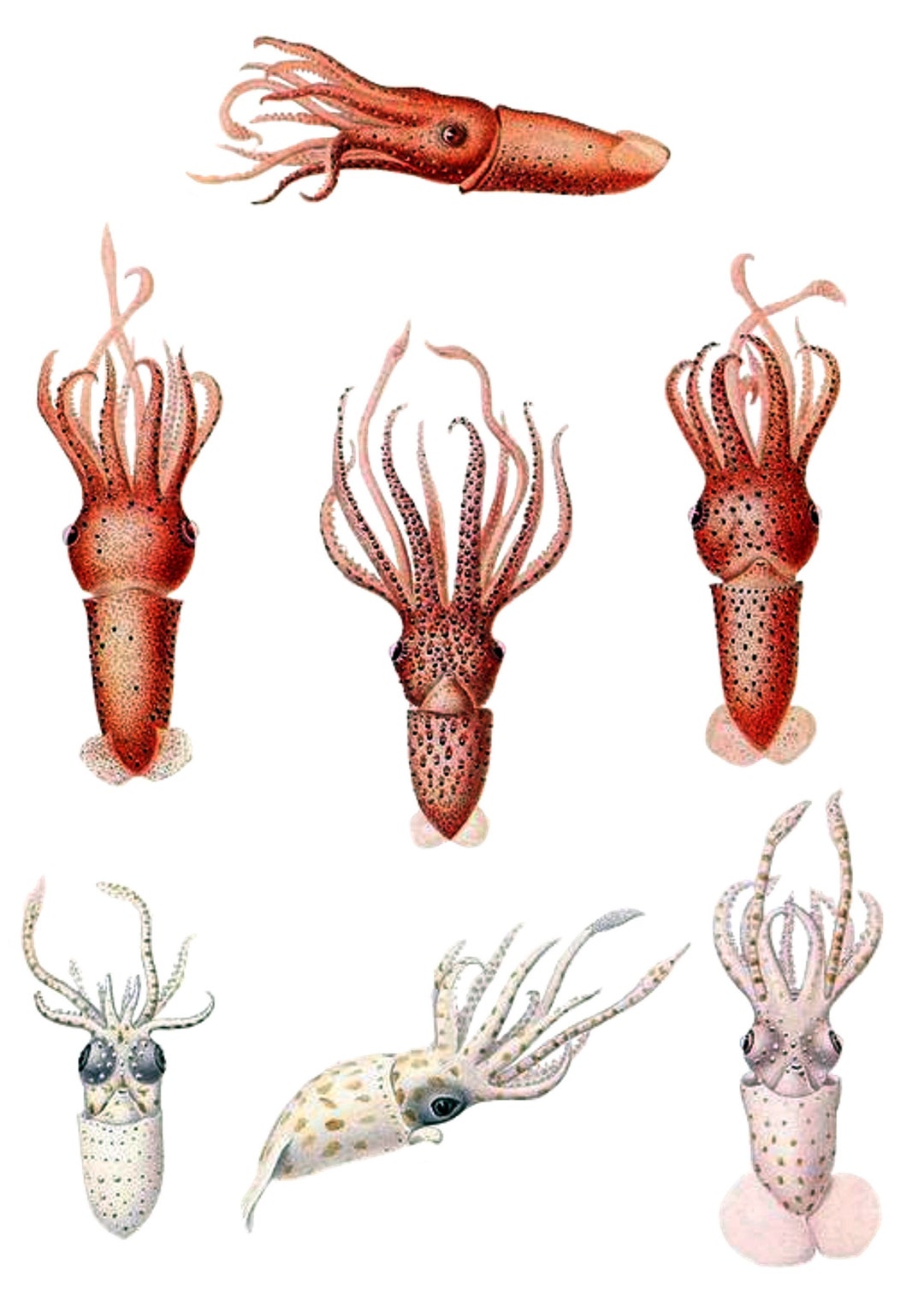 7 Silly Squid Squid Octopus Illustration Blank Card Nature Ocean ...