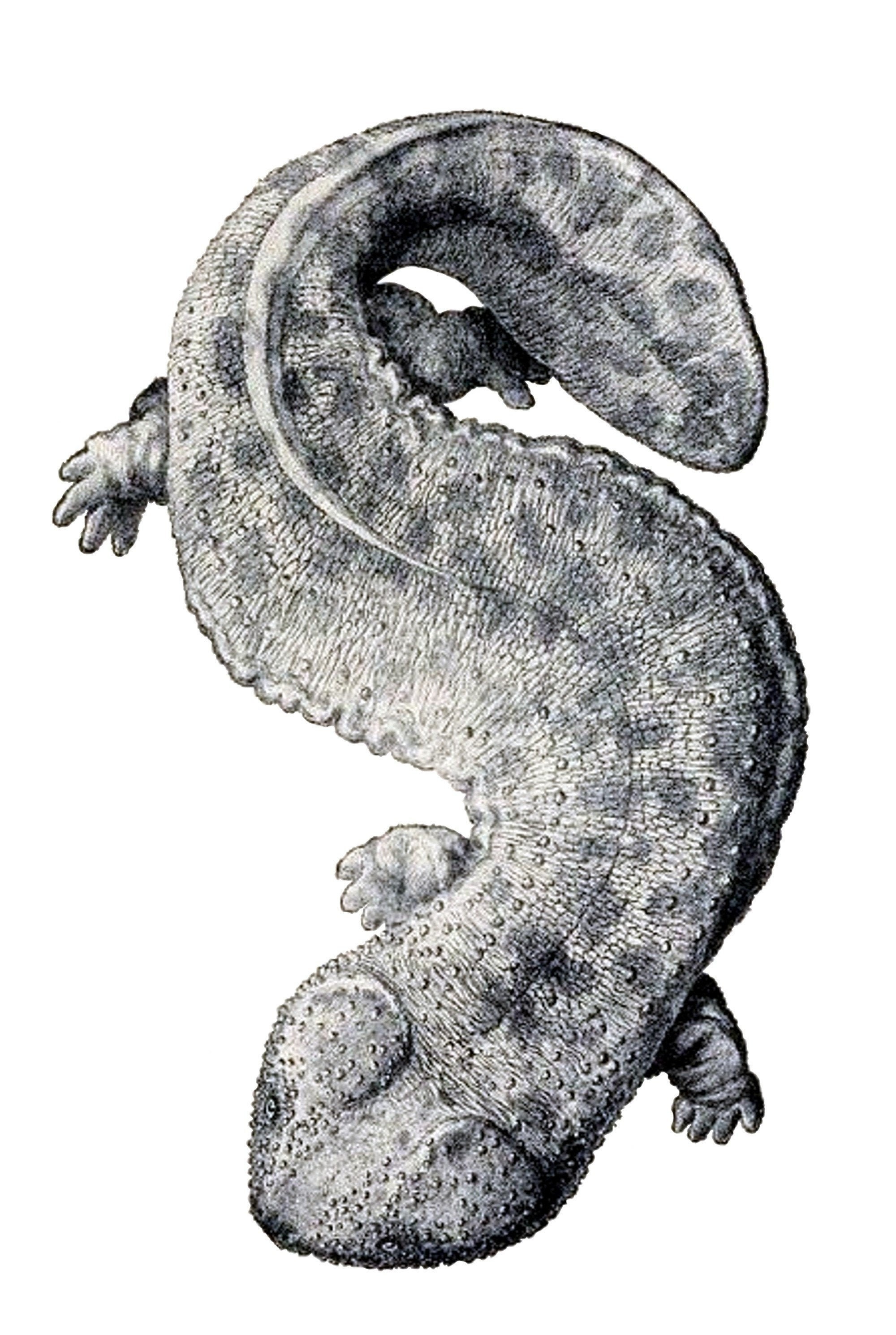 Giant Salamander Drawing