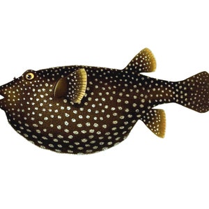 Puffer Fish Collection Cards Handmade 10 Cards Graduation Birthdays ...