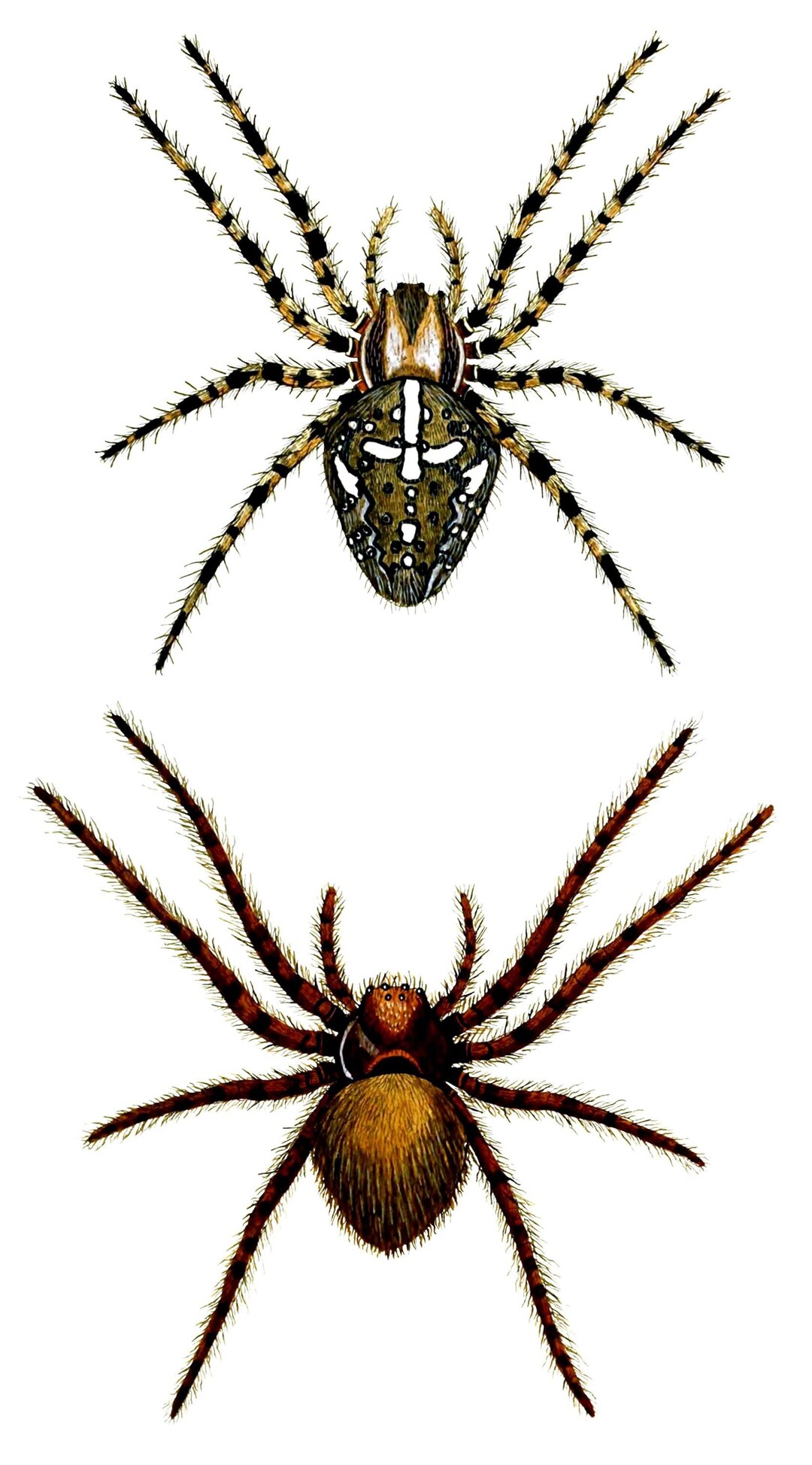 Spider Blank Note Card Nature Insects Handmade Vintage Image Natural ...