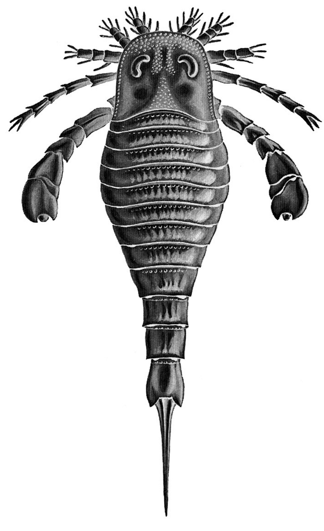 Sea Scorpion Fossil Vintage Image Sea Creature Blank Handmade - Etsy