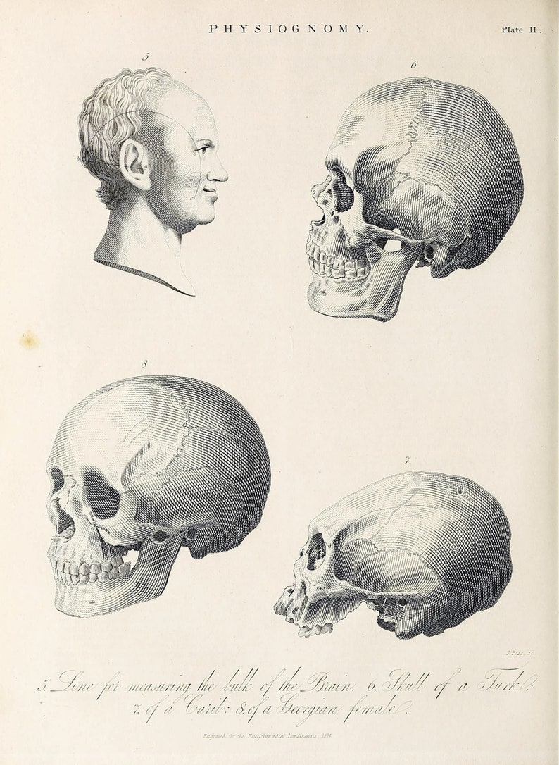 2021 Boney Bits Skull Collection 2 Vintage Image Anatomy Text - Etsy