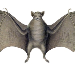 Bat Collection Number 2 Handmade Blank Note Cards Vintage - Etsy