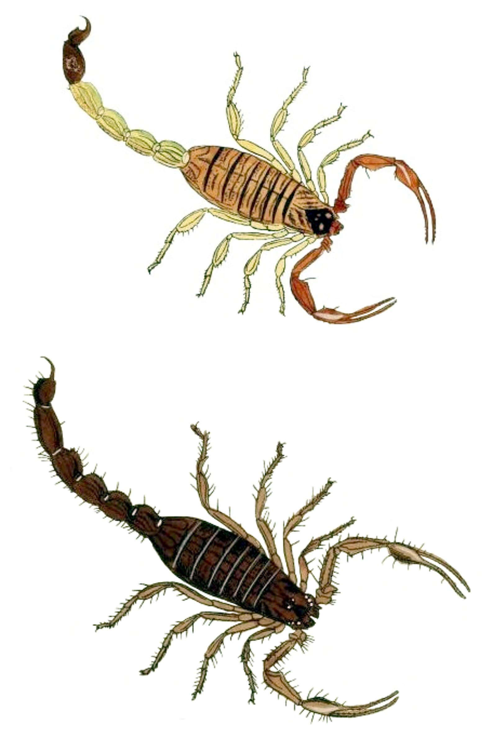 Scorpion Collection 1 10 Card Set Blank Cards Vintage Nature | Etsy