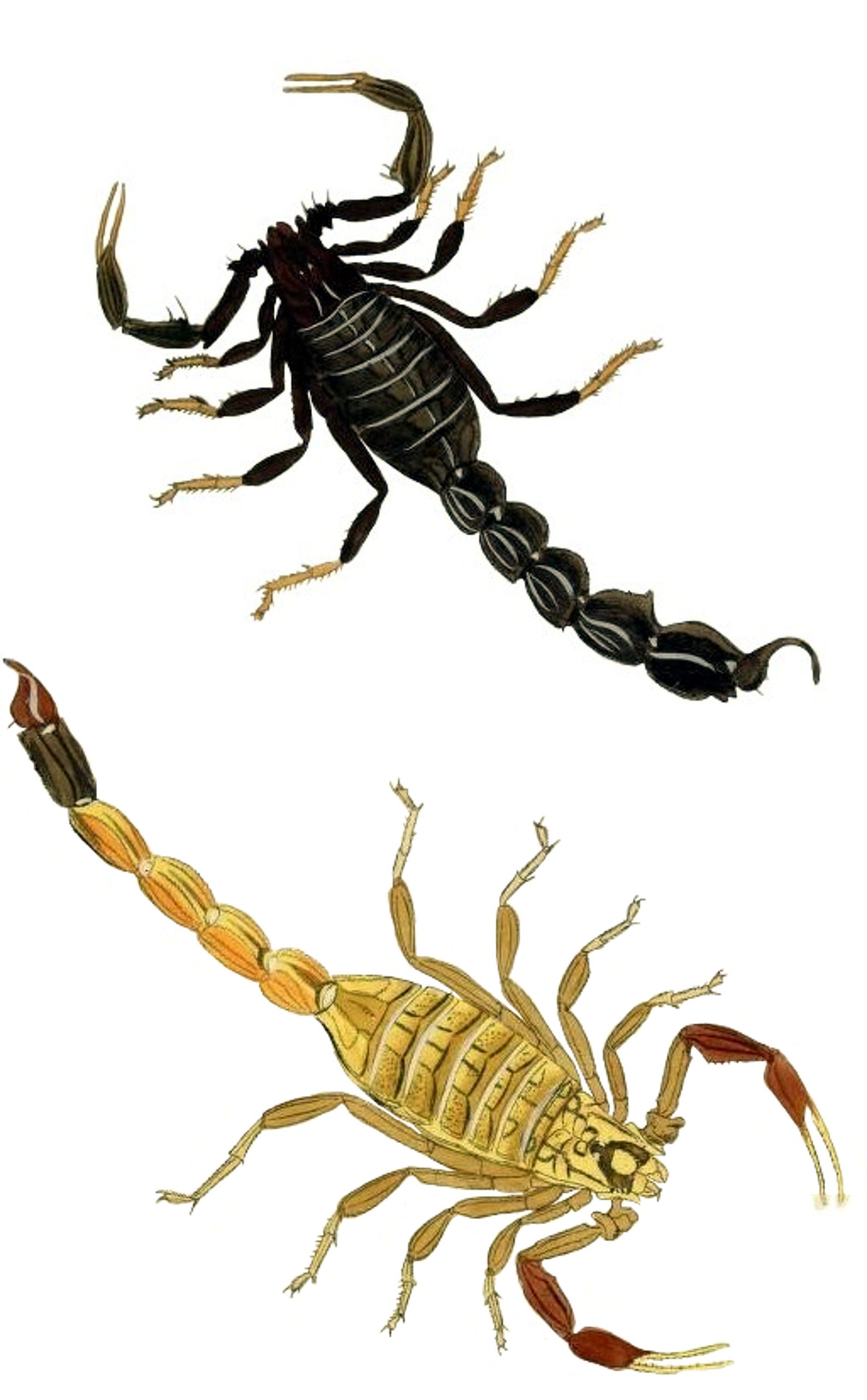 Scorpion Collection 1 10 Card Set Blank Cards Vintage Nature - Etsy