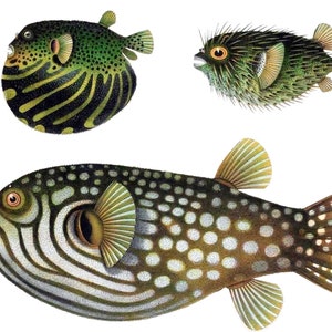 Puffer Fish Collection Cards Handmade 10 Cards Graduation Birthdays ...