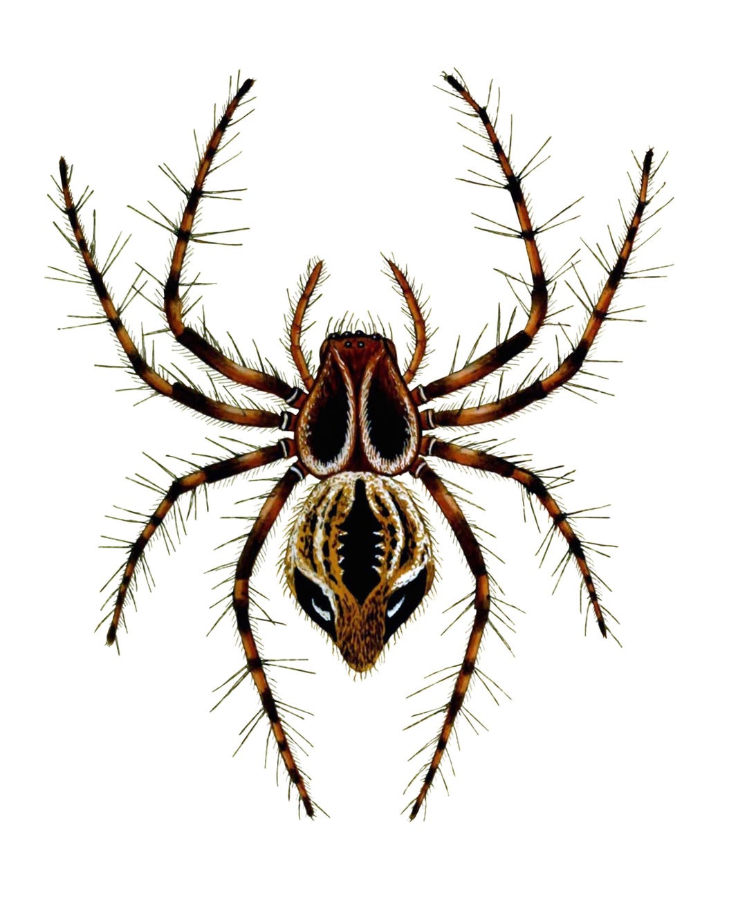 Spider Blank Note Card Nature Insects Handmade Vintage Image Natural ...