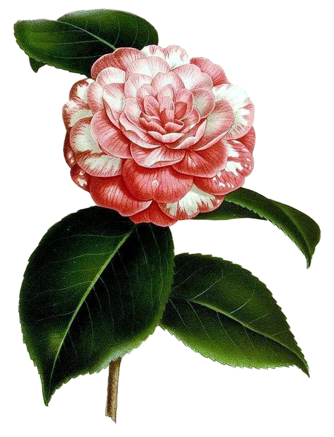 Camellia Flower Vintage Blank Note Card Handmade Victorian Edwardian ...